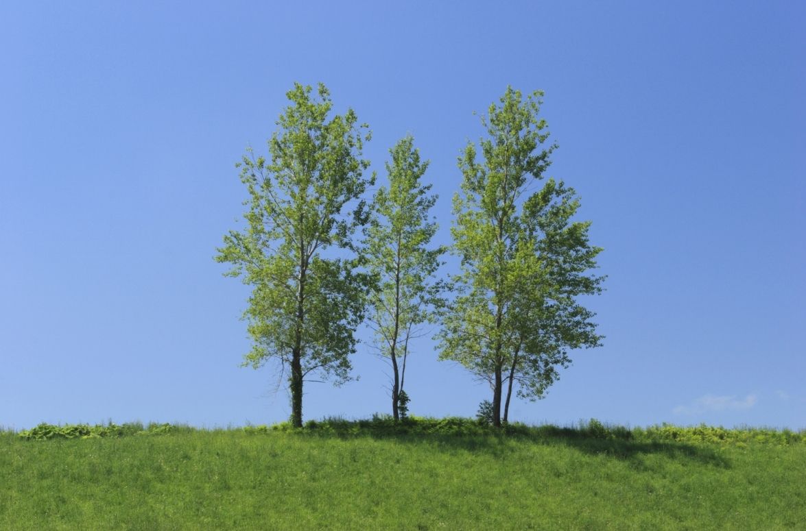 The Story of the Three Trees Illustration - Best Bible Commentaries