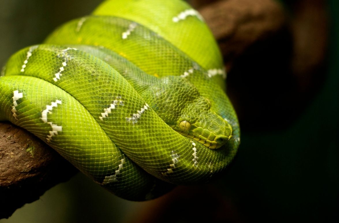 Be Wise As Serpents: What Matthew 10:16 Mean? - Best Bible Commentaries
